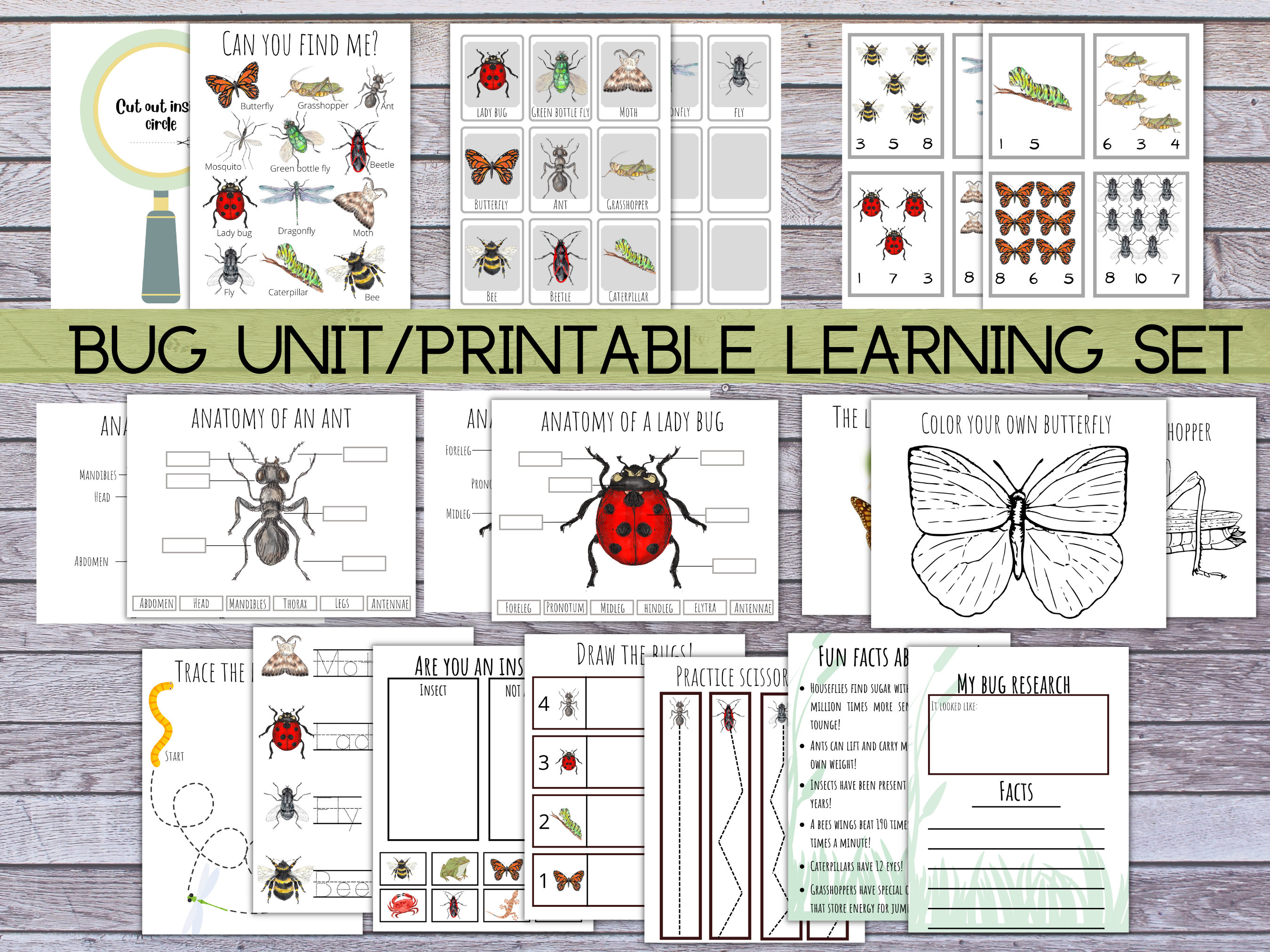 Insect Learning Bundle, Prek/kindergarten Bug Worksheets, Printable ...