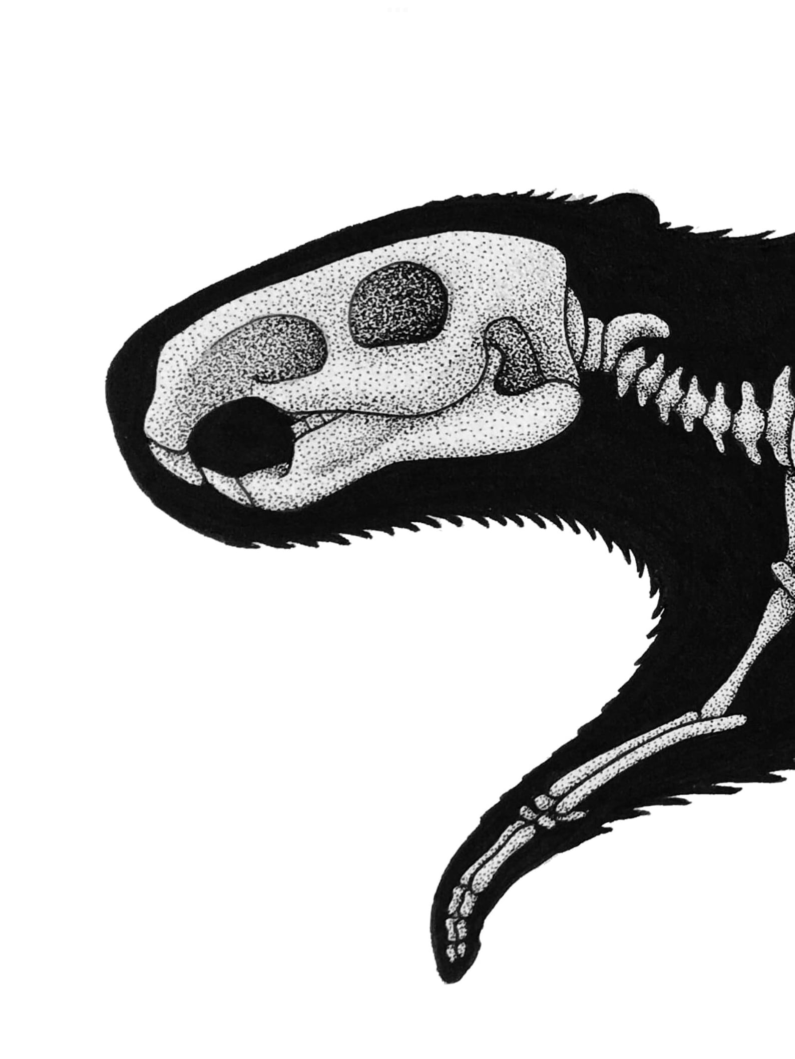 Capybara Skeleton Stippling Art Print - Etsy