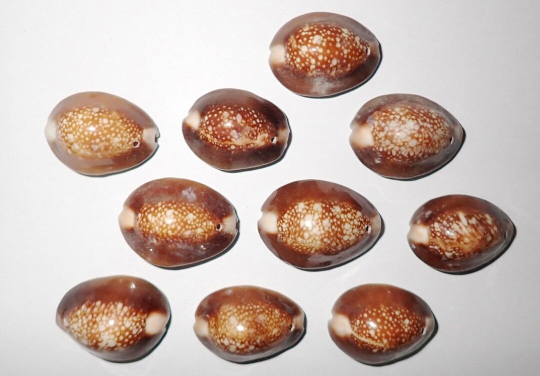 Strawberry Cowrie Shells for Crafts – Set of 10 - Etsy