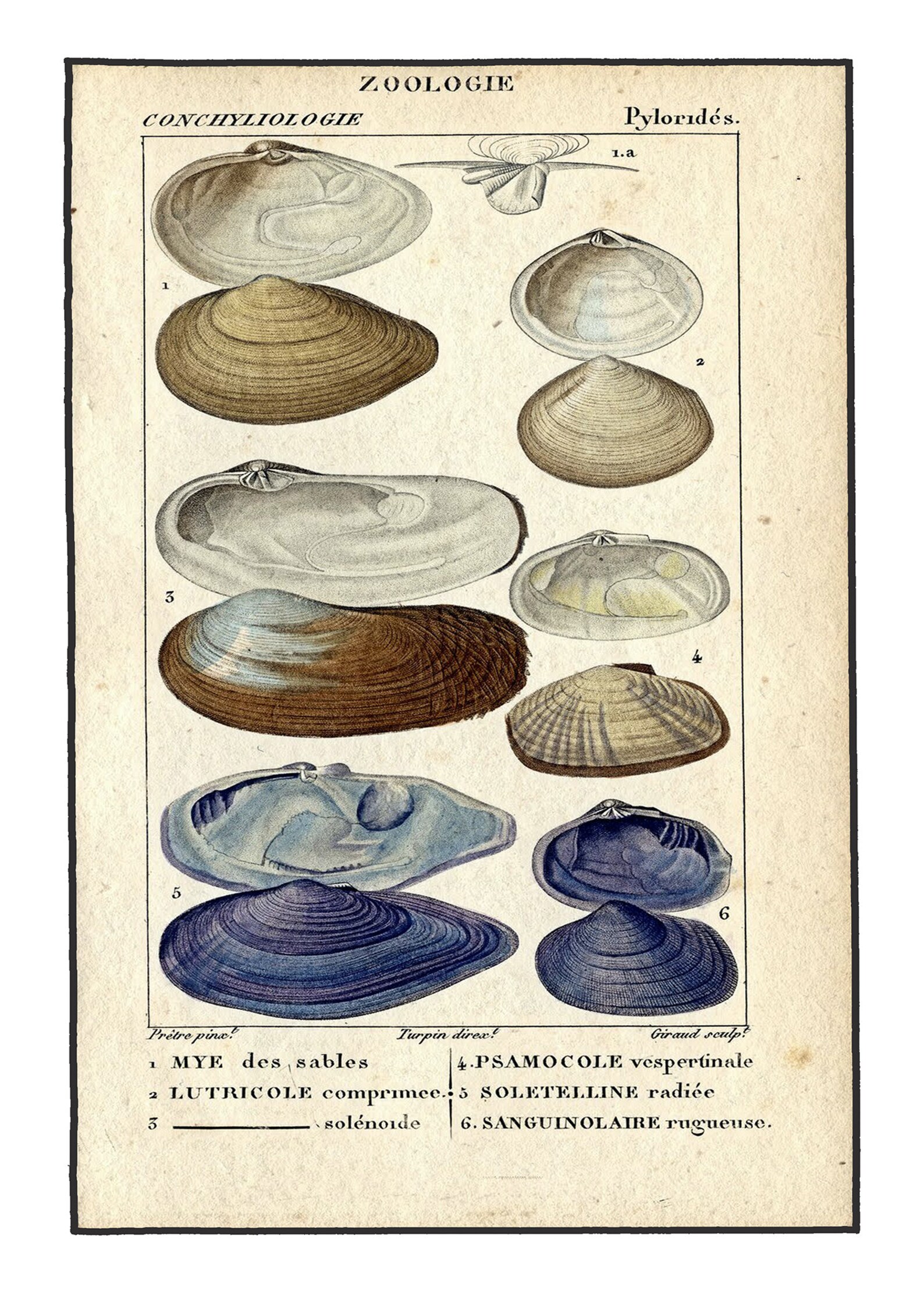 Sea Shell Diagram Vintage Poster Digital Download Digital | Etsy