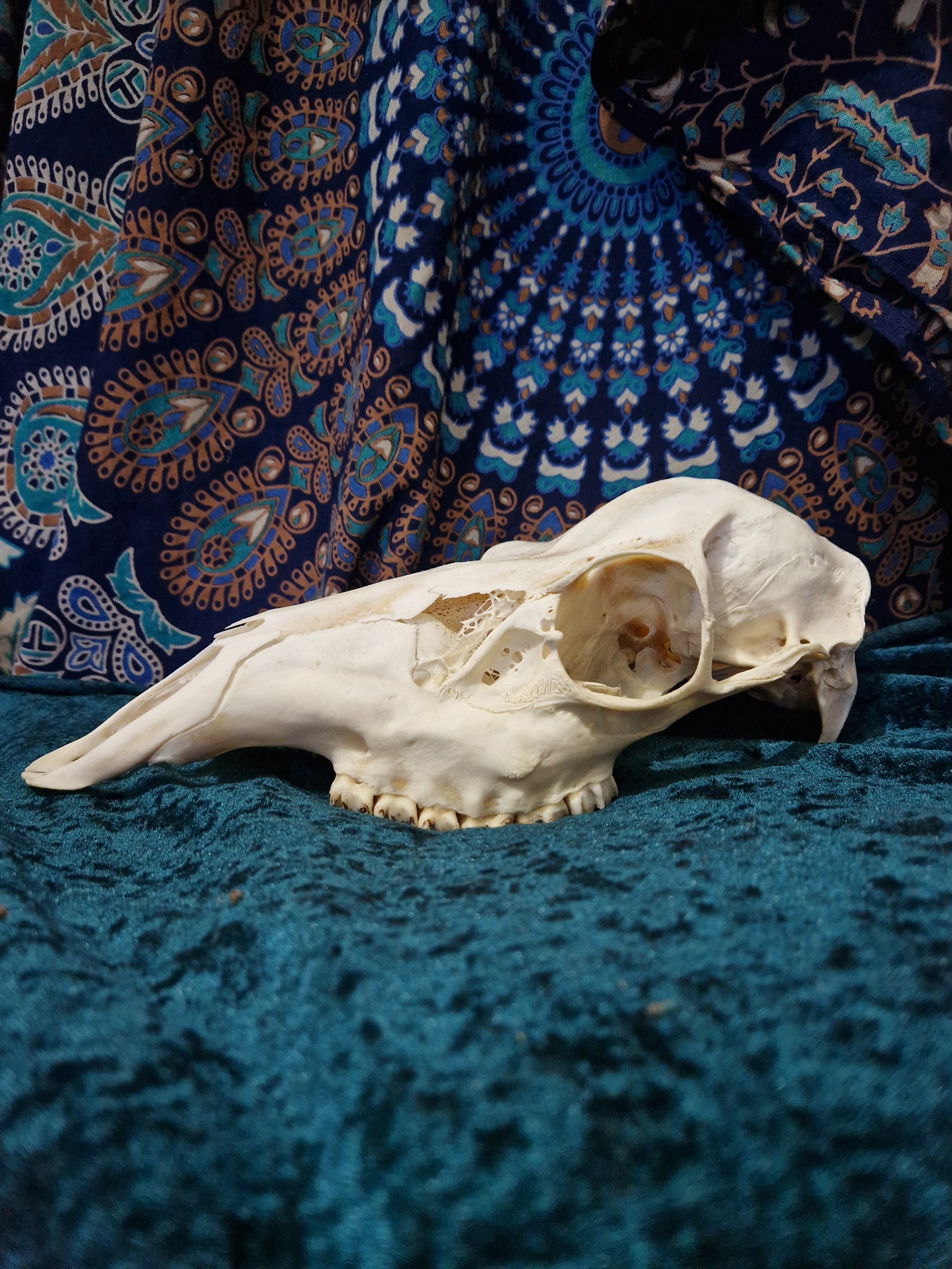 Real Red Deer Doe Skull REAL - Etsy