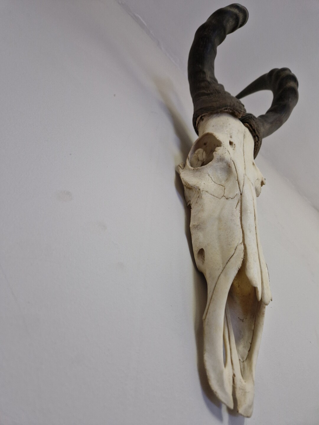 Hartebeest Skull REAL RARE - Etsy