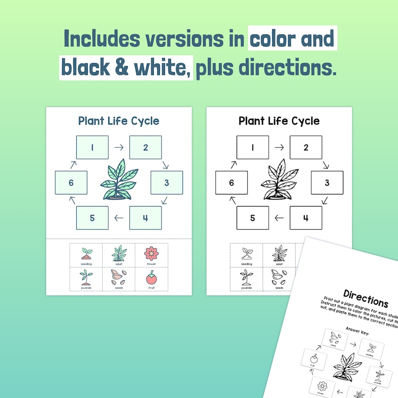 Life Cycle of a Plant Activity | Plant Life Cycle Craft, 1st, 2nd, 3rd ...