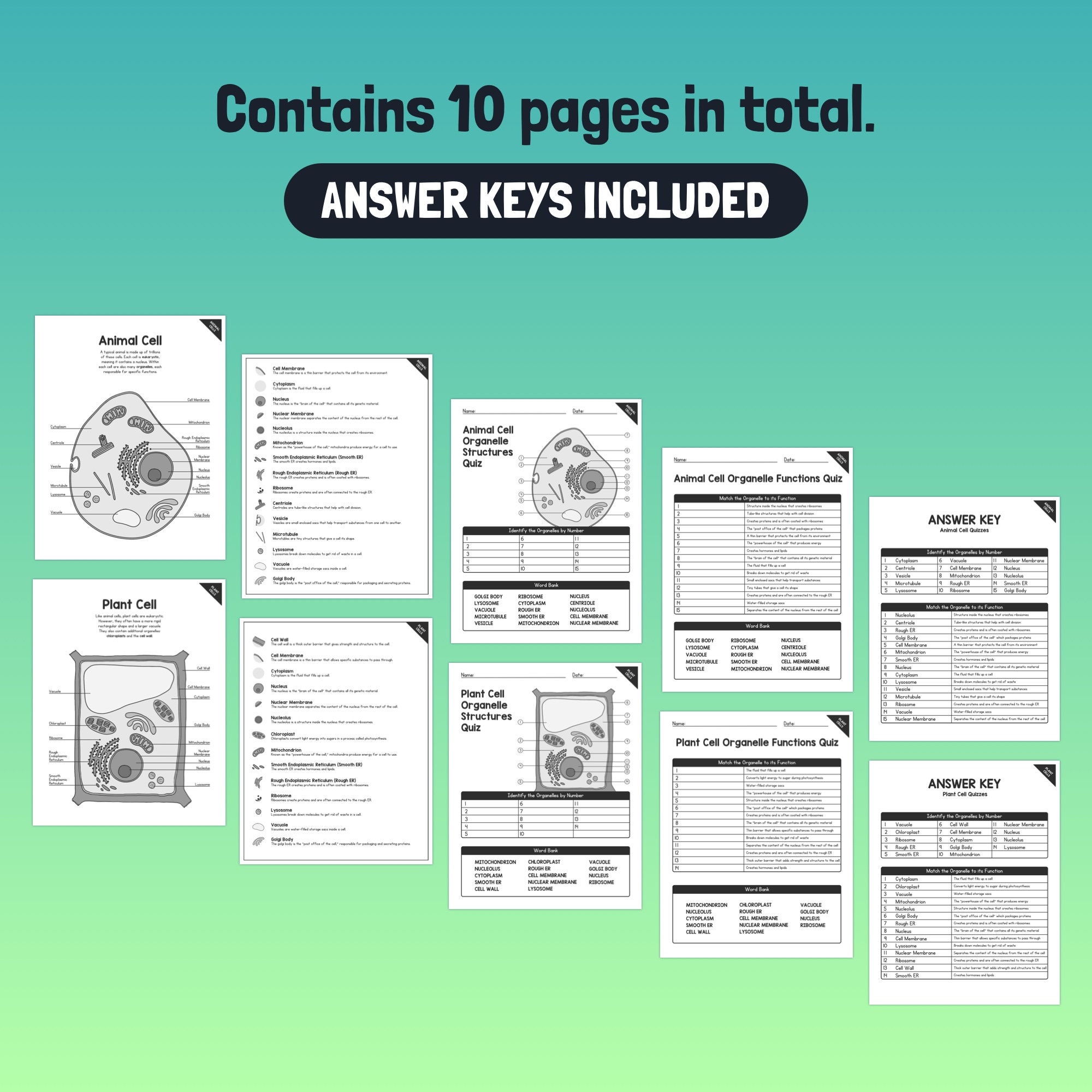 Plant & Animal Cell Organelle Structures and Functions Cells - Etsy