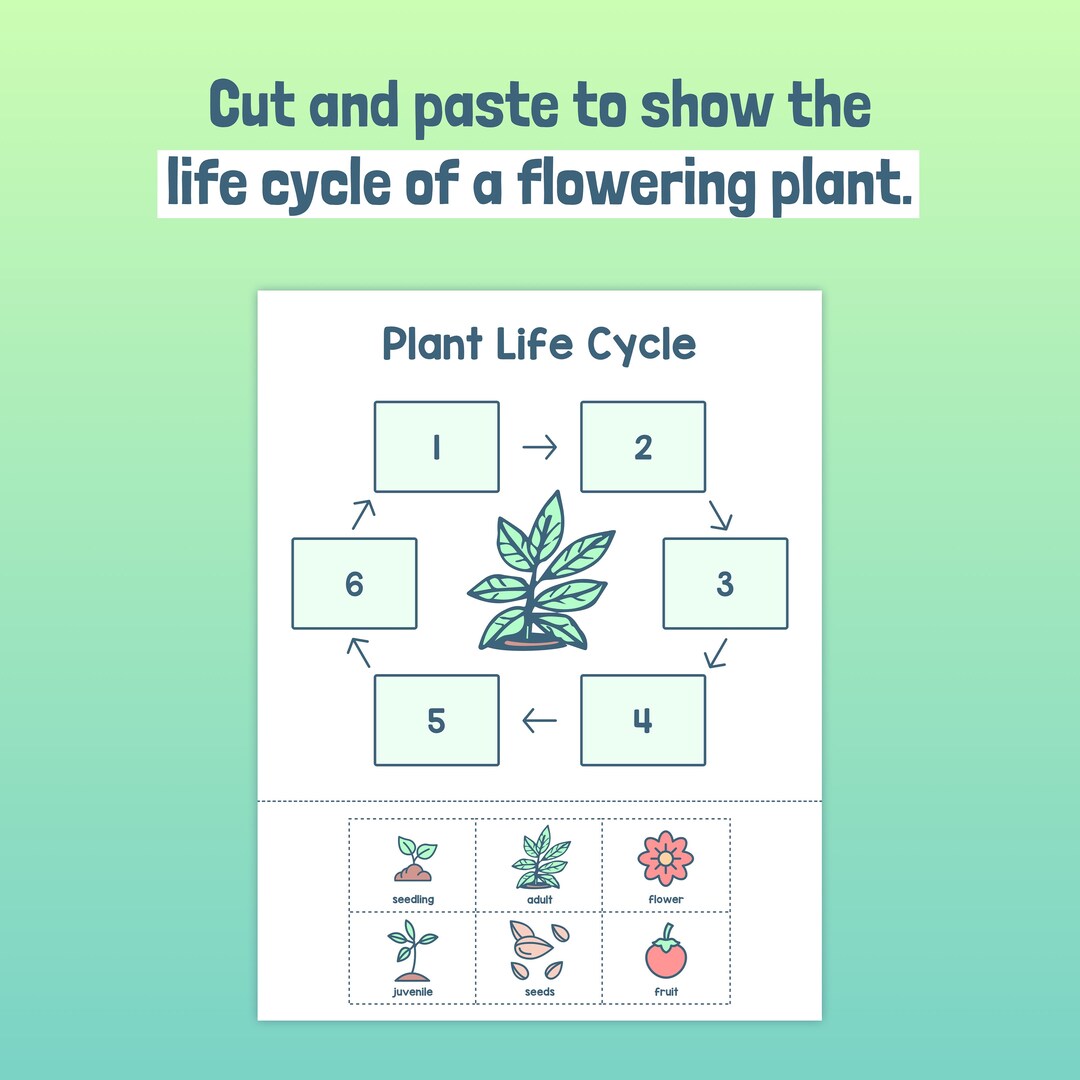 Life Cycle of a Plant Activity | Plant Life Cycle Craft, 1st, 2nd, 3rd ...
