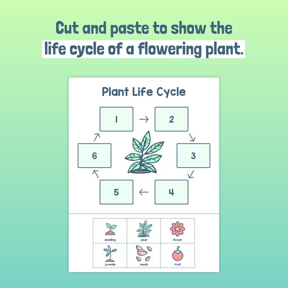 Life Cycle Of A Flowering Plant 4th Grade