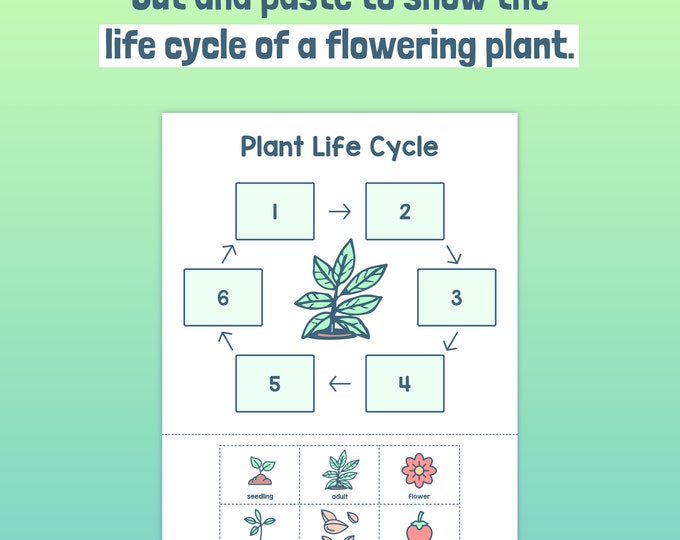 Life Cycle of a Plant Anchor Charts - 2nd 3rd Grade Life Science ...