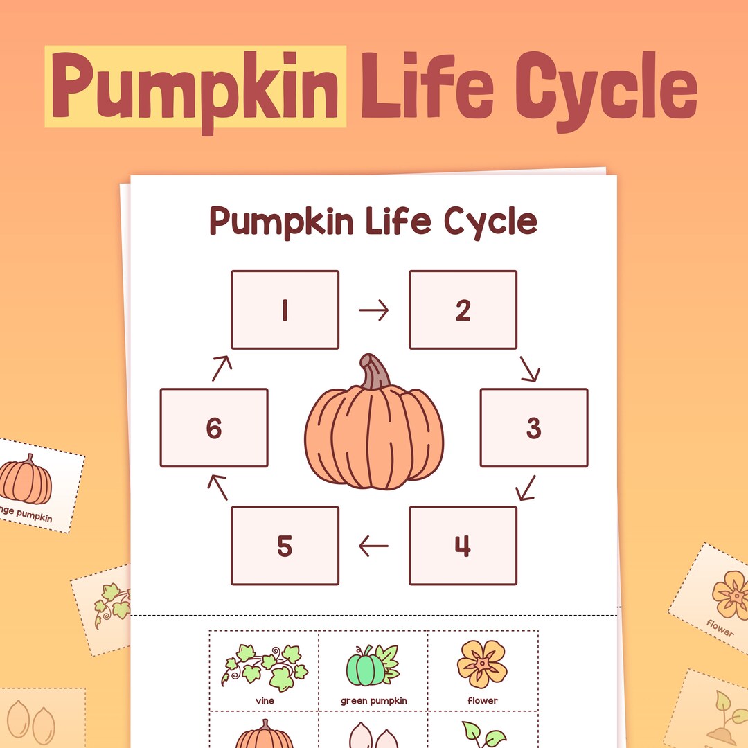 Fall Pumpkin Activity | 1st, 2nd, 3rd Grade Life Cycle of Pumpkins ...