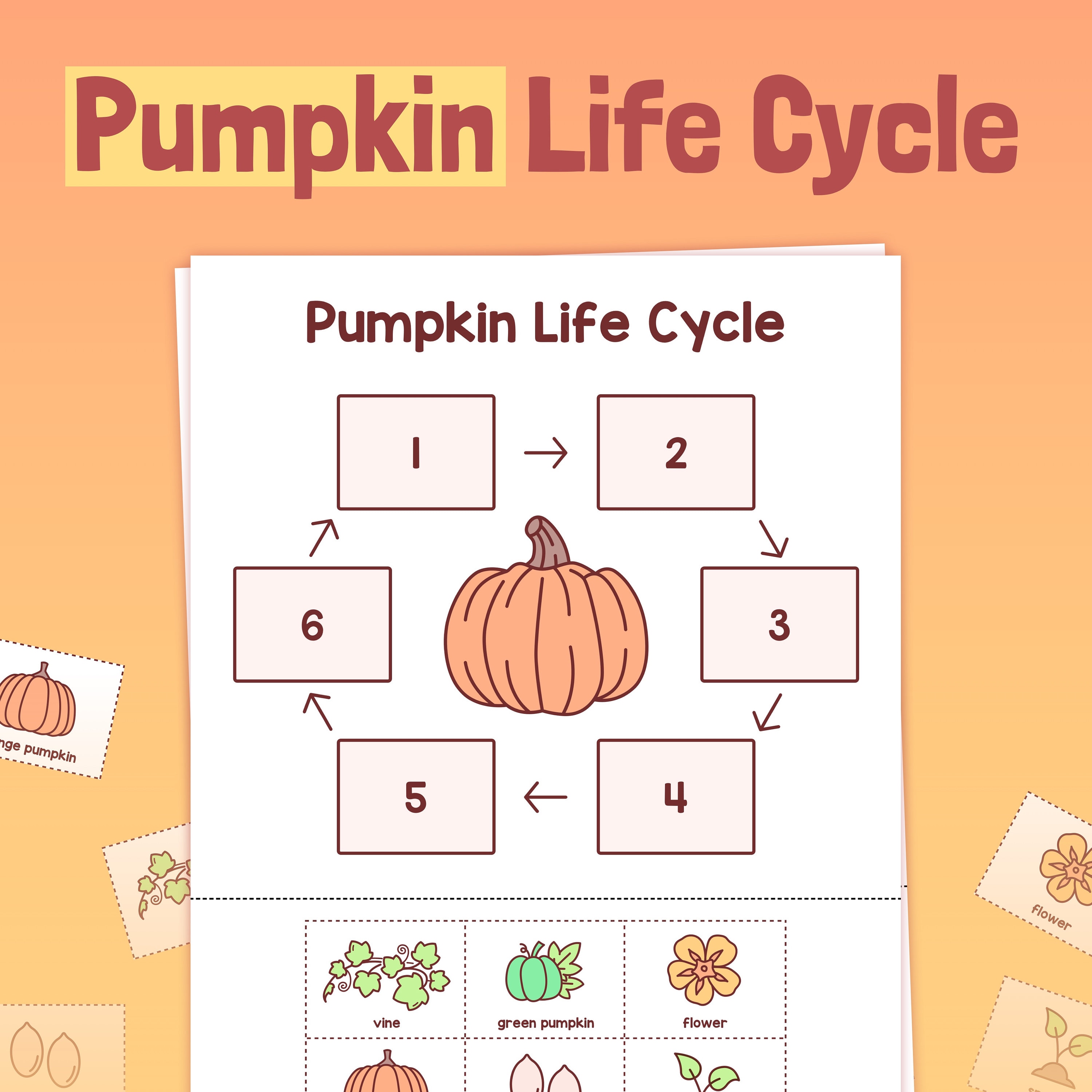 Fall Pumpkin Activity | 1st, 2nd, 3rd Grade Life Cycle of Pumpkins ...