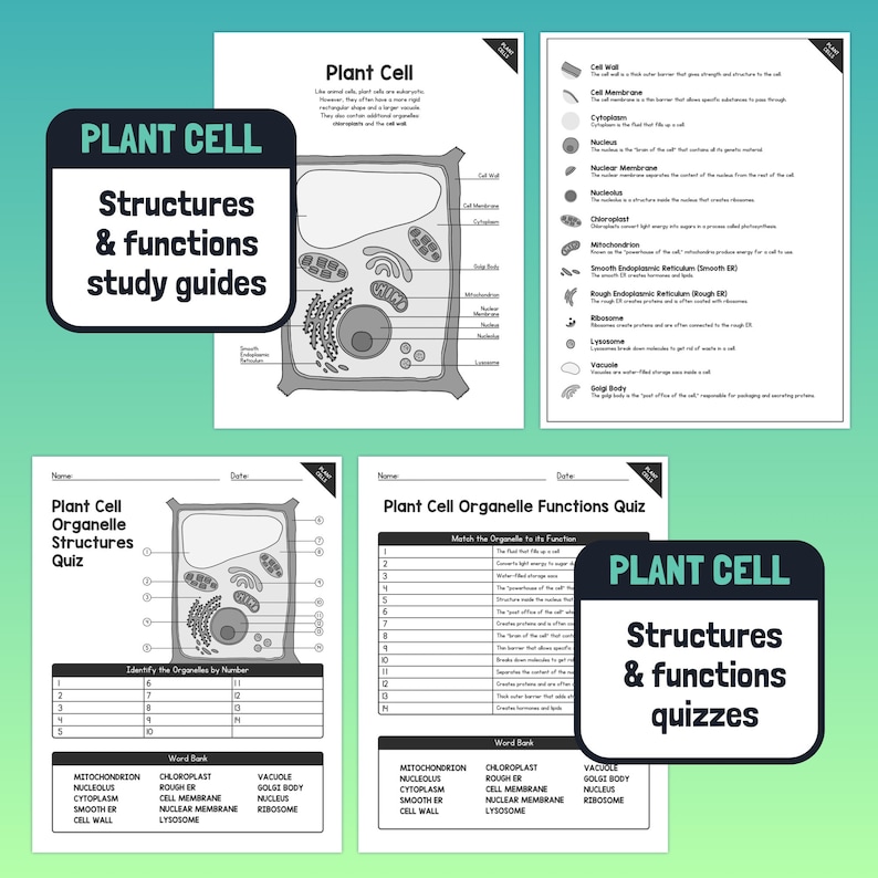 Plant & Animal Cell Organelle Structures and Functions | Cells Unit ...