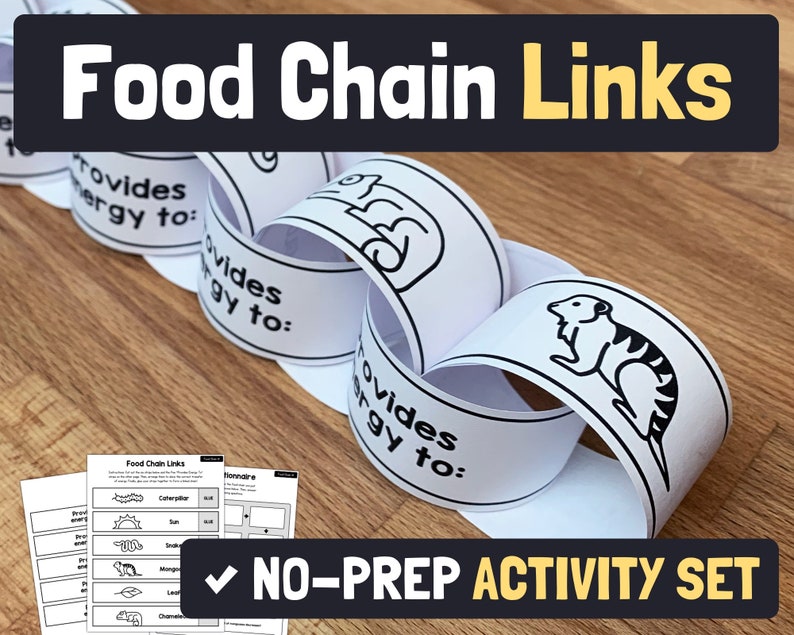 Food Chain Activity 2nd 3rd 4th Grade Animal Ecosystem - Etsy