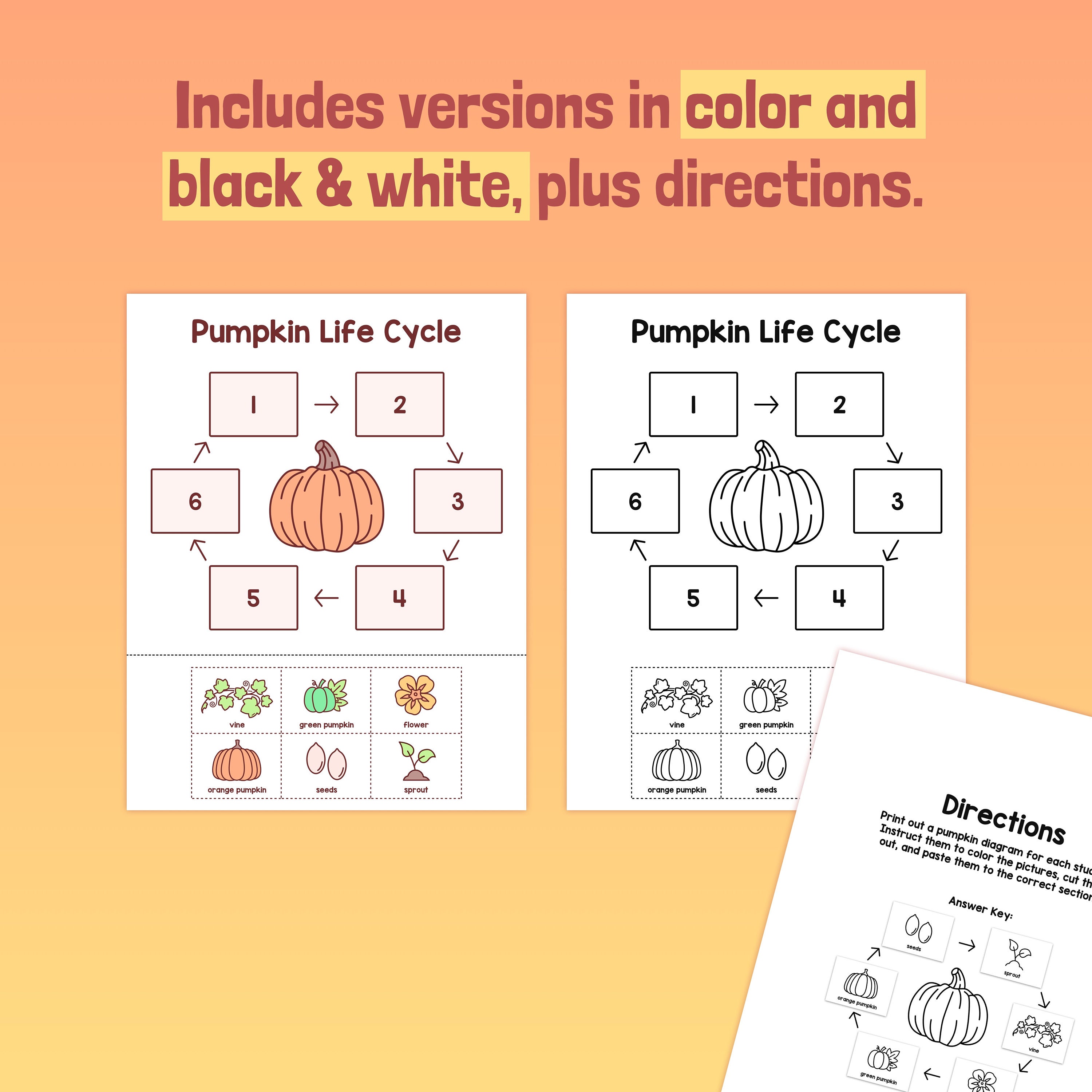 Fall Pumpkin Activity | 1st, 2nd, 3rd Grade Life Cycle of Pumpkins ...