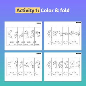 Foldable Food Chains Activity | Animal Ecosystems Craft & No Prep ...