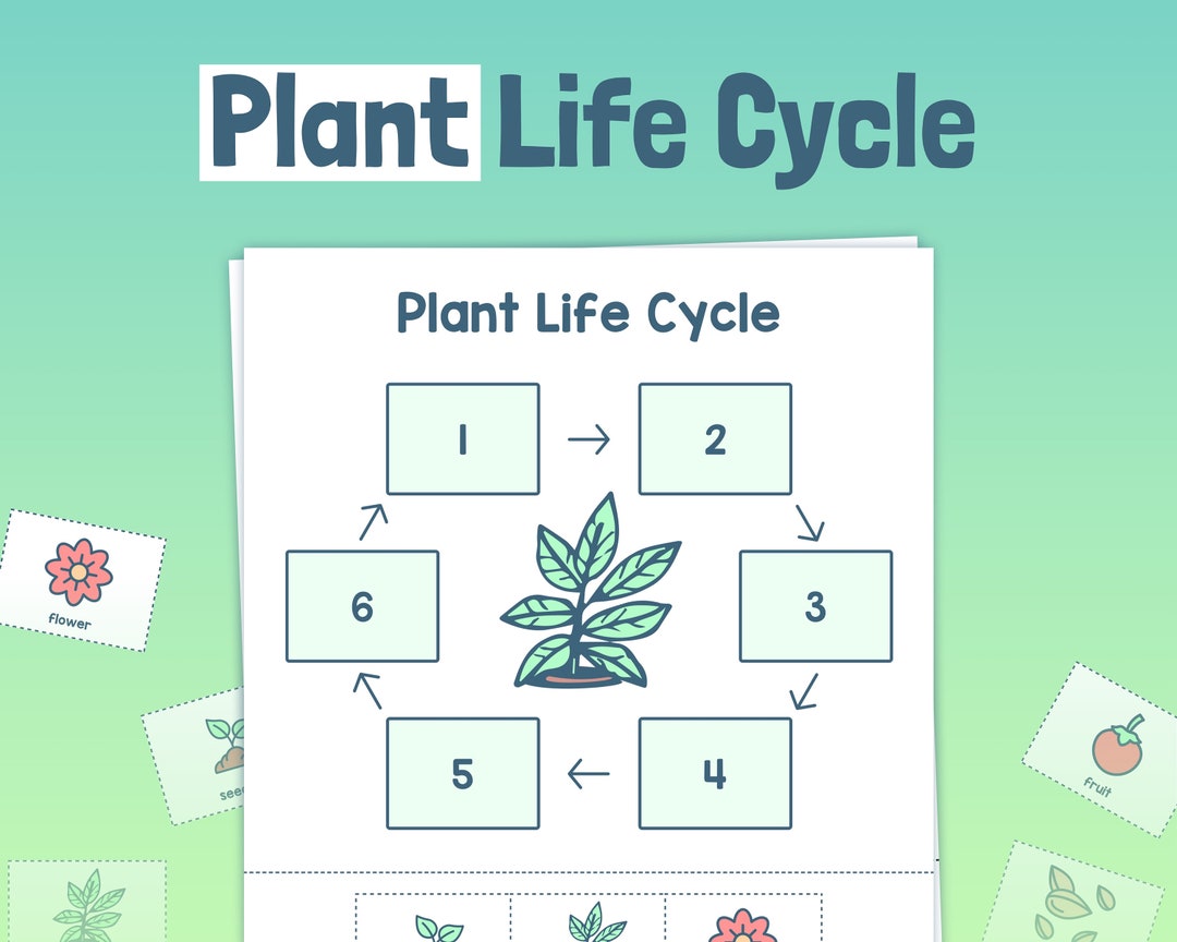 Life Cycle of a Plant Activity Plant Life Cycle Craft 1st - Etsy