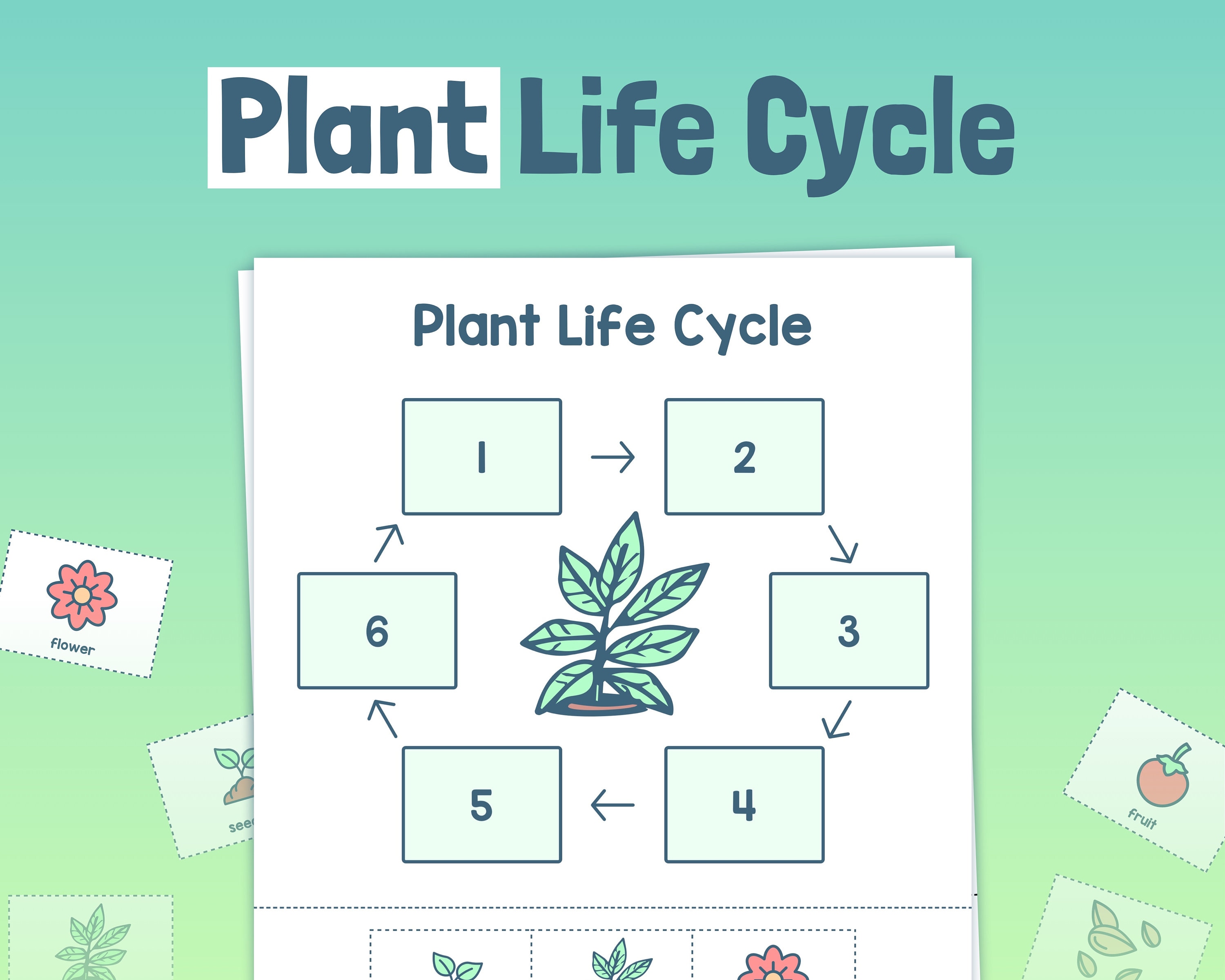 Life Cycle of a Plant Activity Plant Life Cycle Craft 1st - Etsy