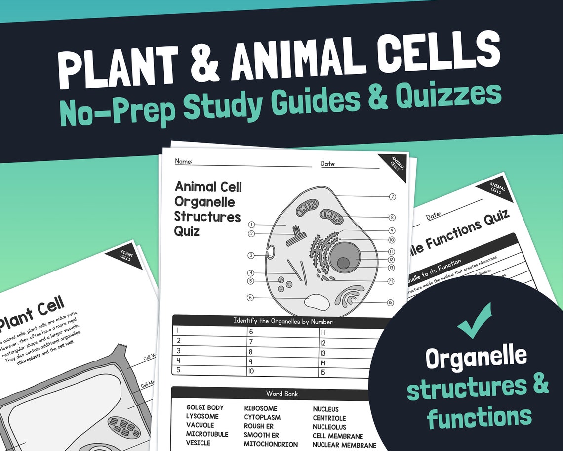 Plant & Animal Cell Organelle Structures and Functions Cells - Etsy