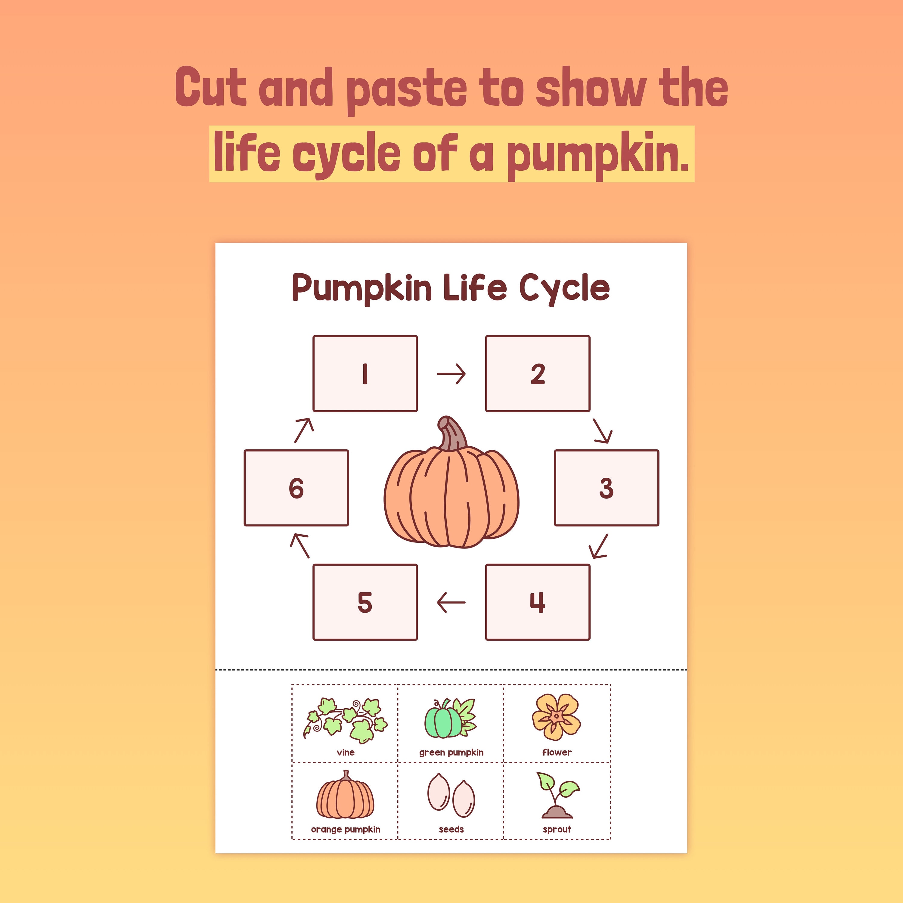 Fall Pumpkin Activity | 1st, 2nd, 3rd Grade Life Cycle of Pumpkins ...