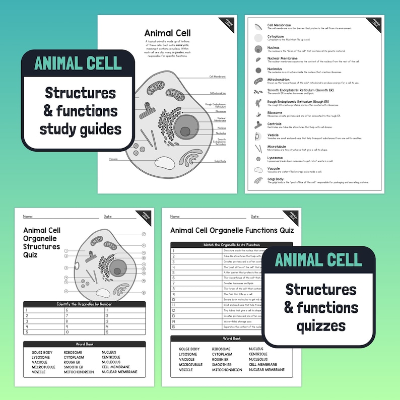 Plant & Animal Cell Organelle Structures and Functions | Cells Unit ...