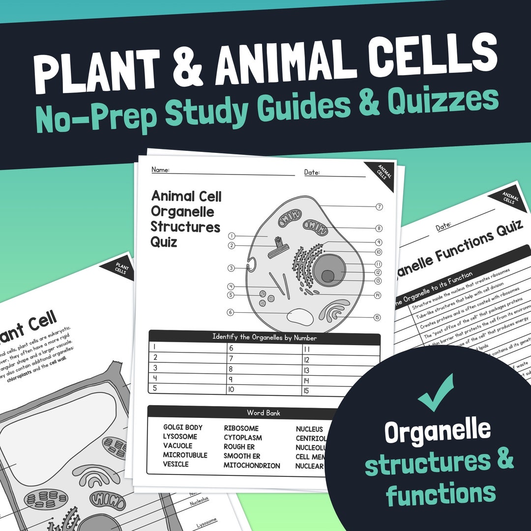 Plant & Animal Cell Organelle Structures and Functions | Cells Unit ...