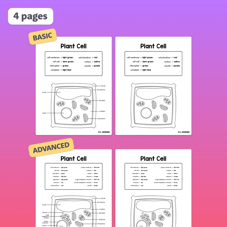 Animal and Plant Cell Coloring Pages, Upper Elementary Biology ...