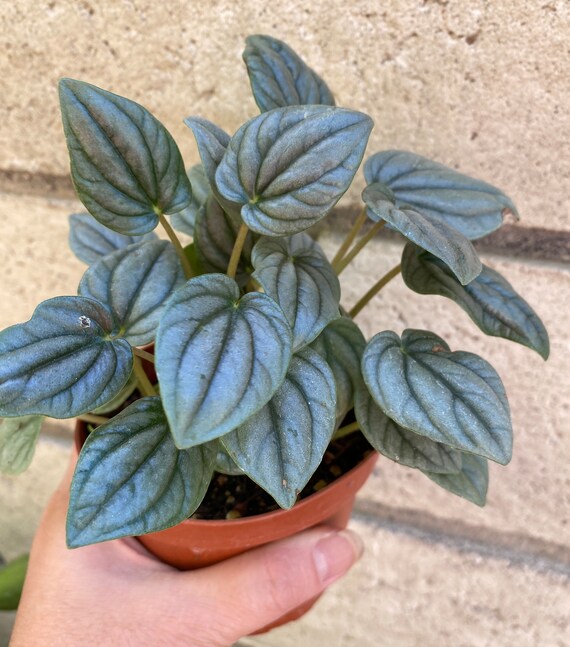 Peperomia 'silver' Caperata Also Known as Peperomia - Etsy