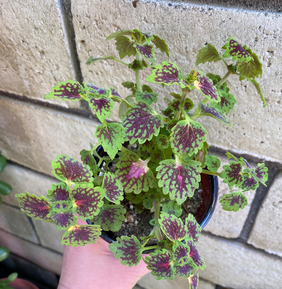 Coleus 'lava Rose' Healthy House Plant 4-inch Pot - Etsy