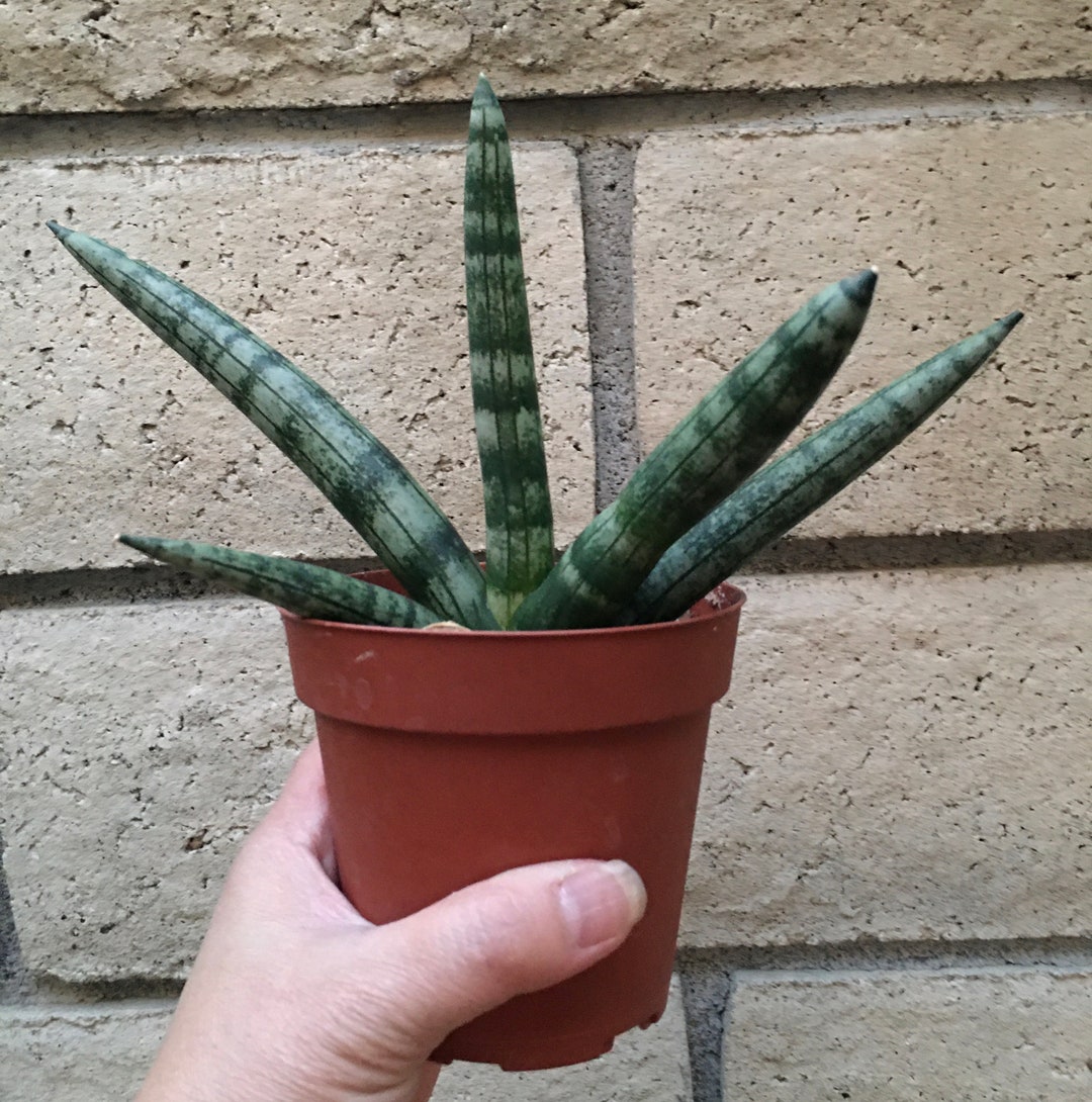 Sansevieria Boncel Also Known as Starfish Sansevieria, Starfish Snake ...