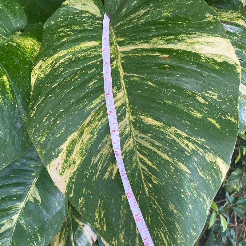 Monstera Devil - Etsy