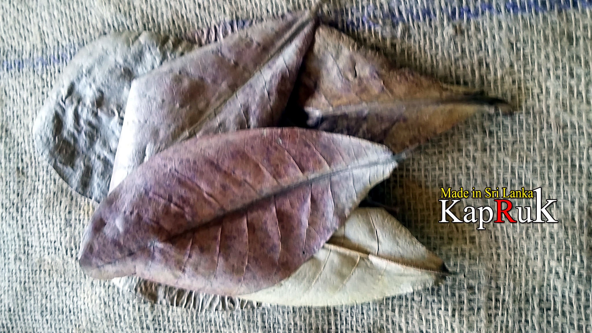 1000X Indian Almond Leaves Ketapang Leaf Shrimp Fish Care Betta ...