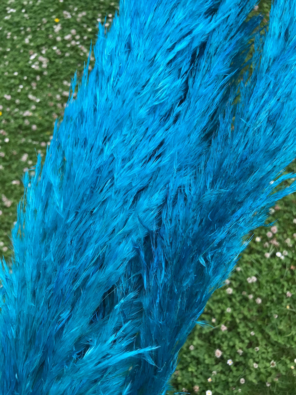 Large Fluffy Bright Turquoise Ocean Blue Pampas Grass 120cm - Etsy UK