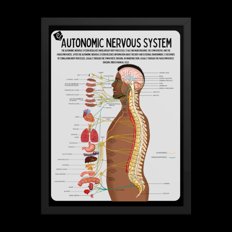 Autonomic Nervous System Poster Framed - Etsy