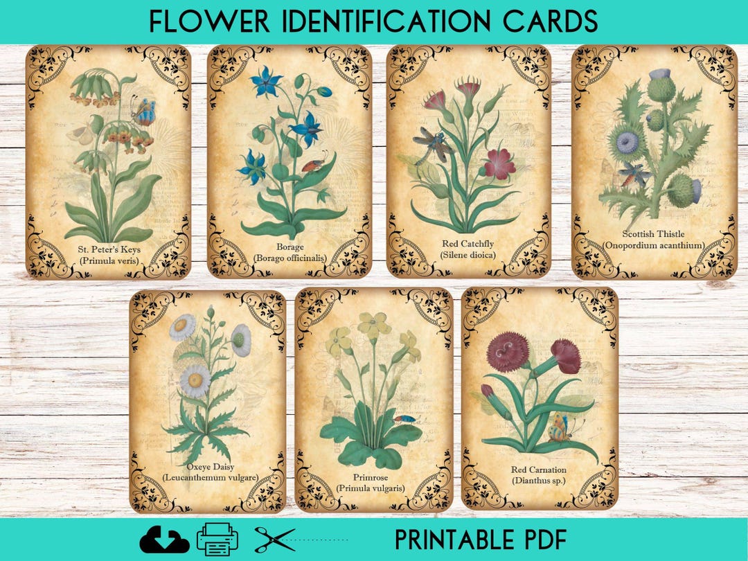 Printable Flower Identification Cards, Vintage Botanical Illustrations ...