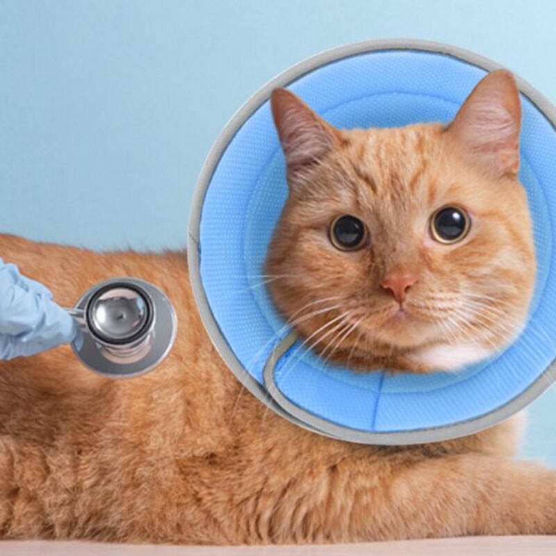 Elizabethan Collar - Etsy