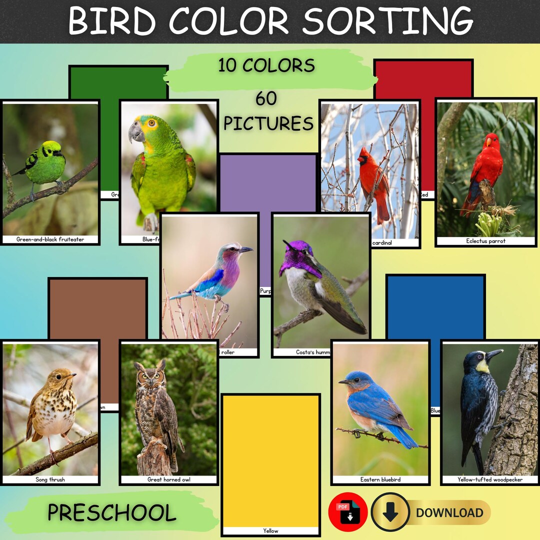 Bird Color Sorting Game for Kids PDF - Etsy
