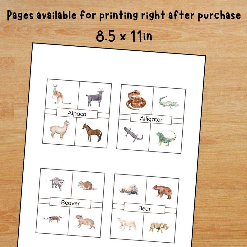 Animal Identification Cards - Printable Clip Cards for Preschool ...