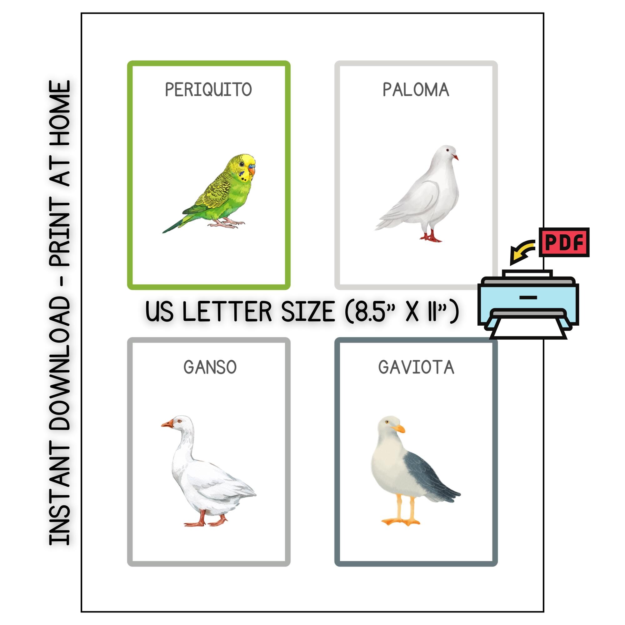 Birds in Spanish Flashcards | Printable Bird Identification Cards for ...