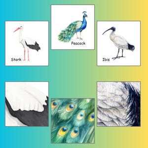 Bird Matching Card Set for Children PDF - Etsy