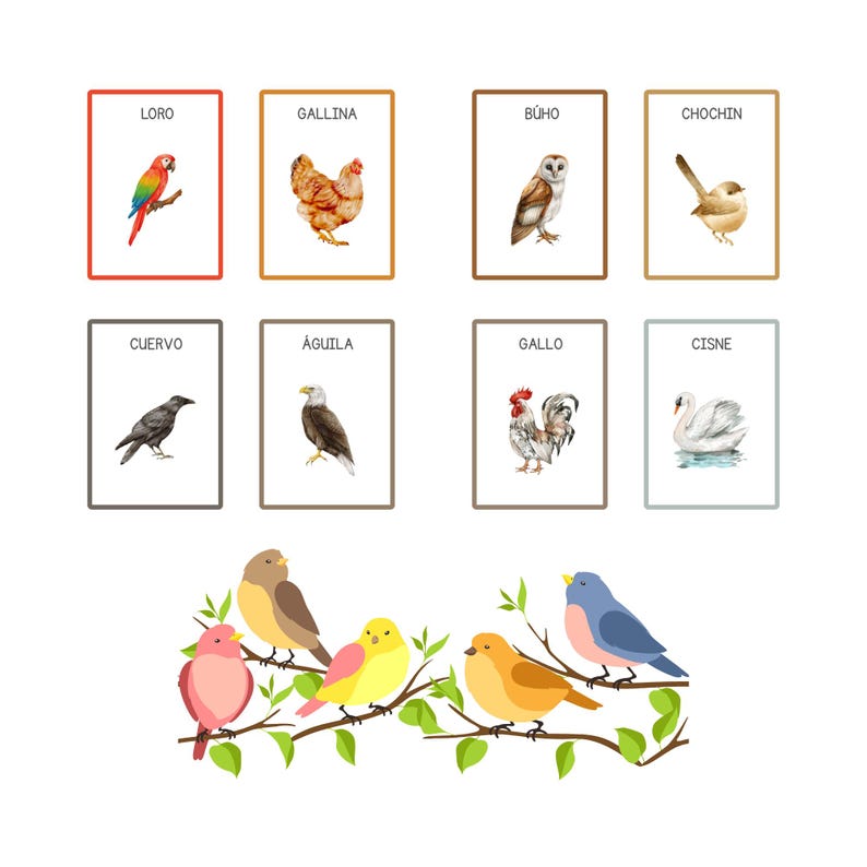 Birds in Spanish Flashcards | Printable Bird Identification Cards for ...