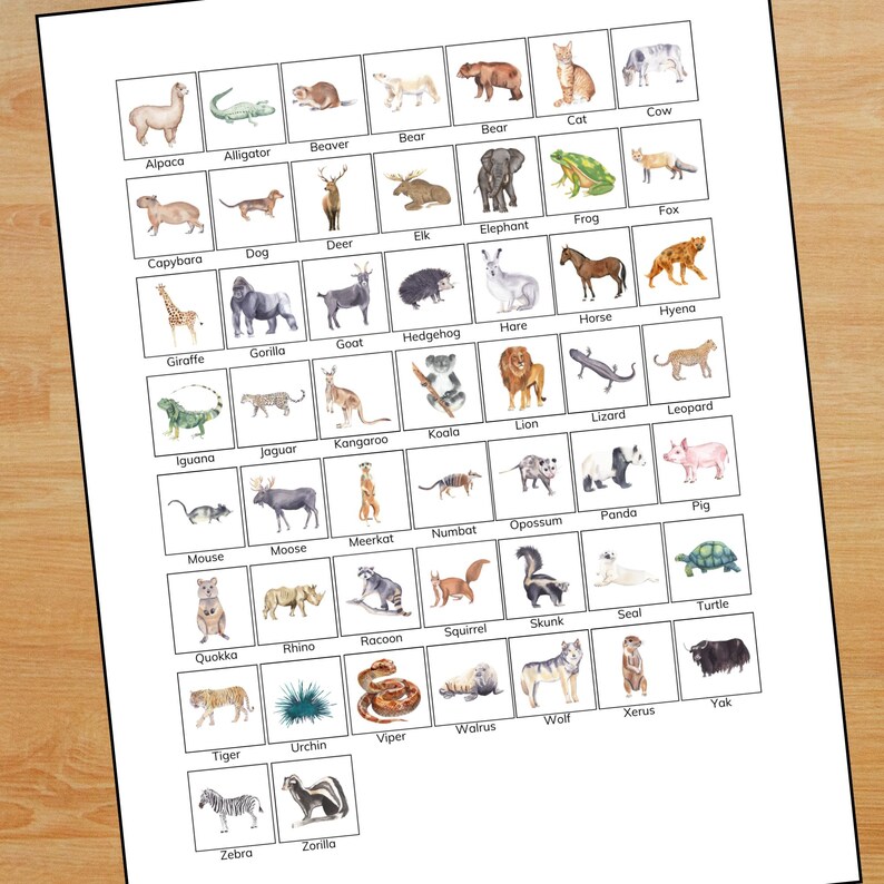 Animal Identification Cards - Printable Clip Cards for Preschool ...
