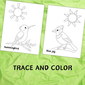 Tracing Worksheets | Birds Printable for Preschool & Toddler Activities ...