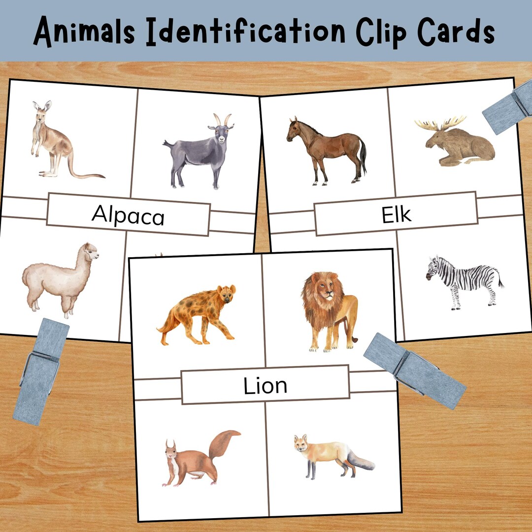 Animal Identification Cards - Printable Clip Cards for Preschool ...