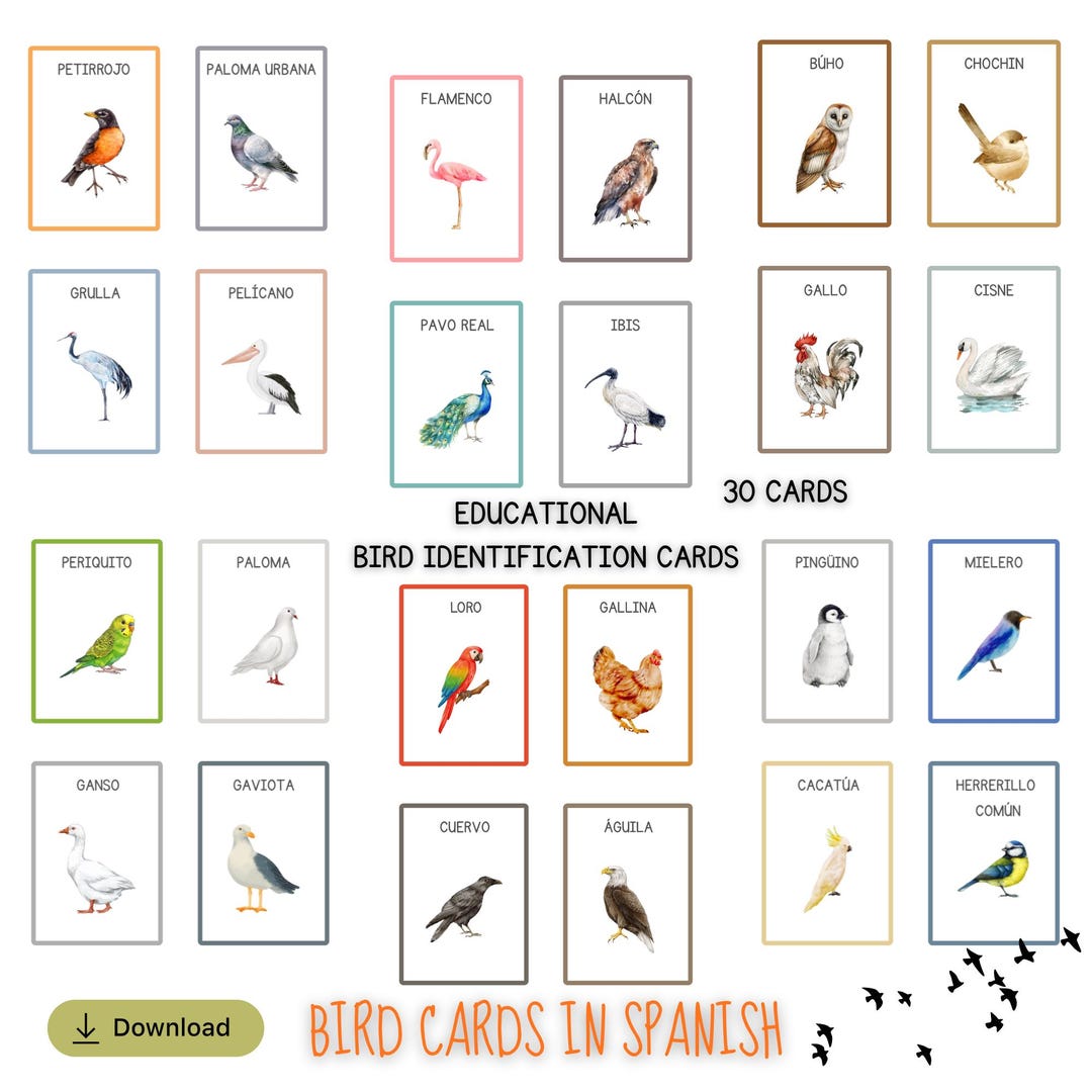 Birds in Spanish Flashcards | Printable Bird Identification Cards for ...