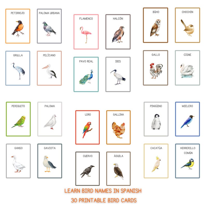 Birds in Spanish Flashcards | Printable Bird Identification Cards for ...