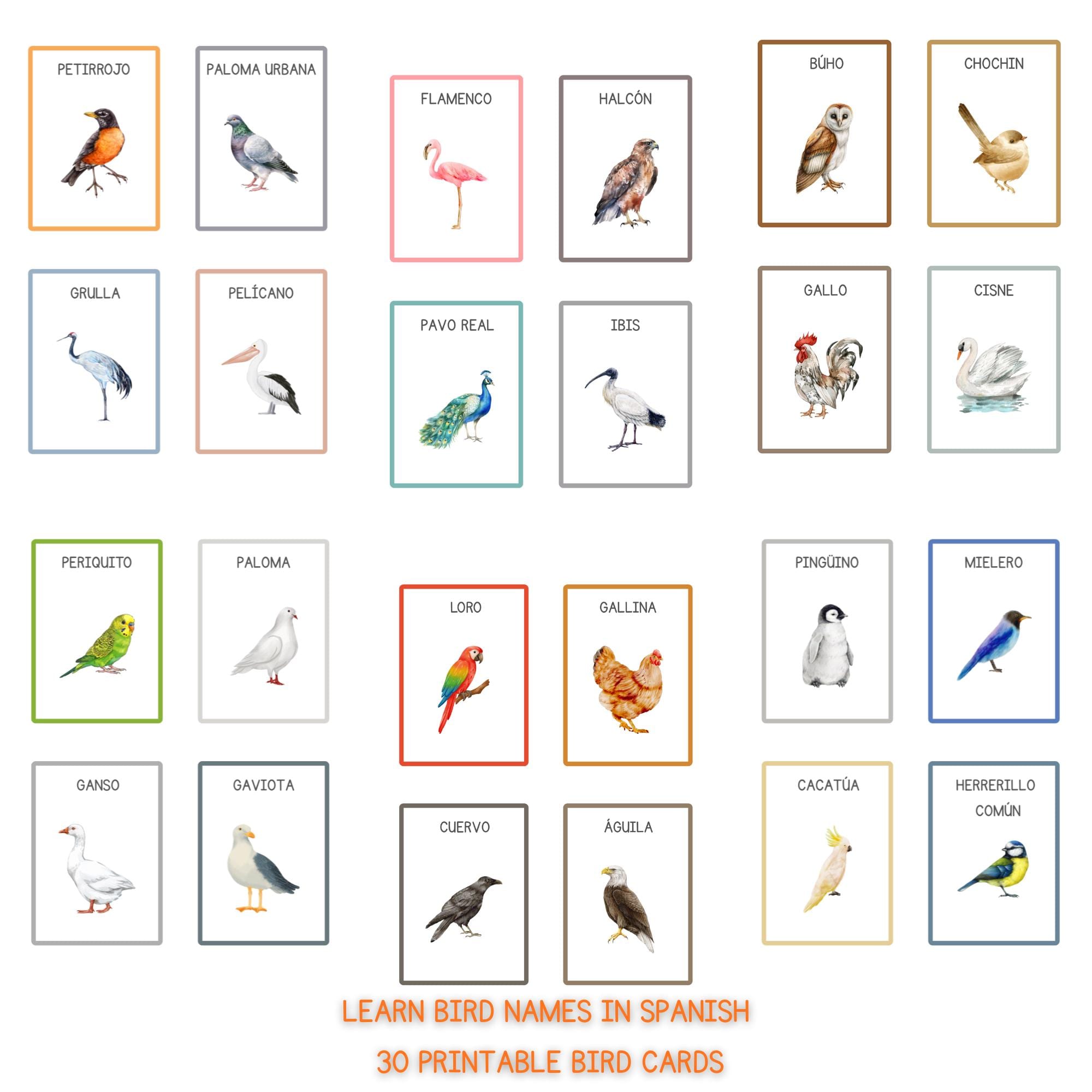 Birds in Spanish Flashcards | Printable Bird Identification Cards for ...