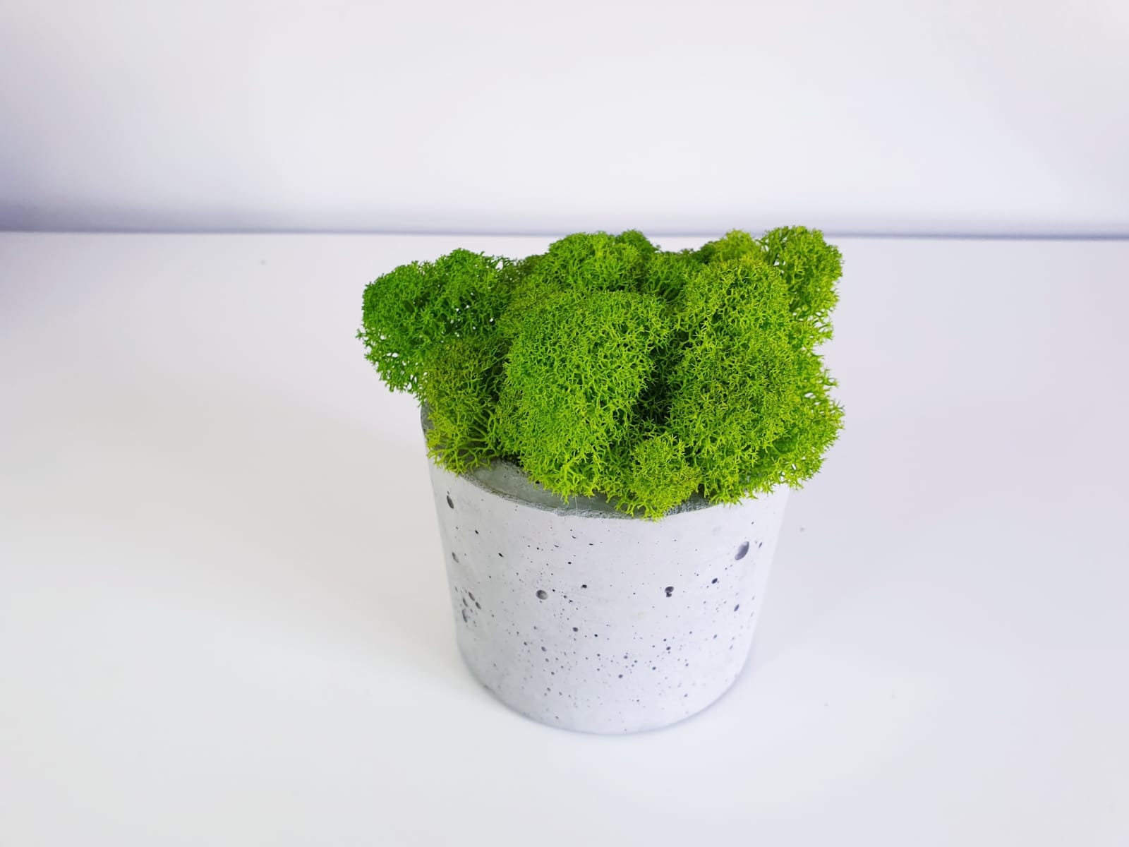 Light Green Moss in the Pot, Concrete Planter With Moss, Flower Pot ...