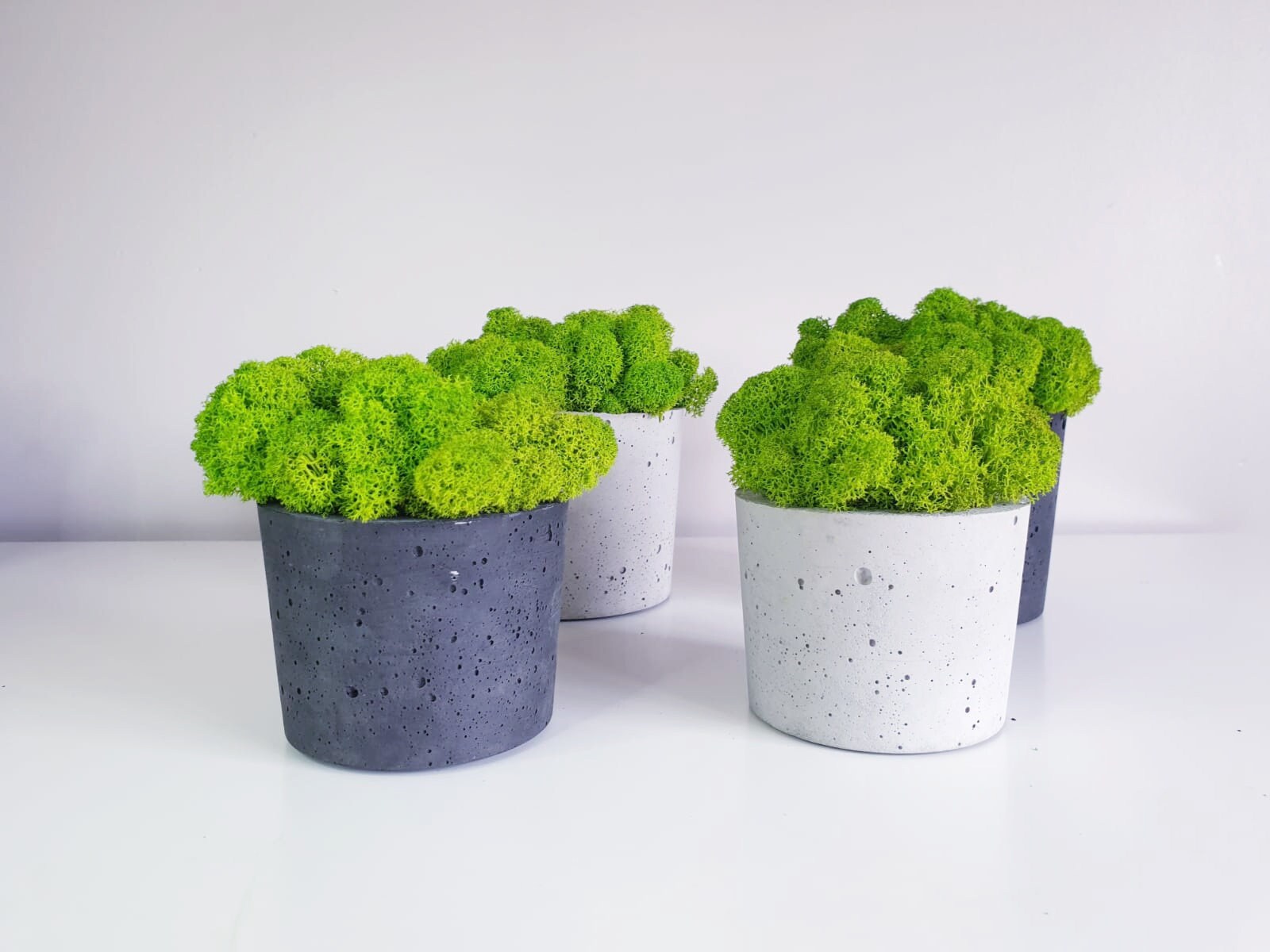 Light Green Moss in the Pot, Concrete Planter With Moss, Flower Pot ...