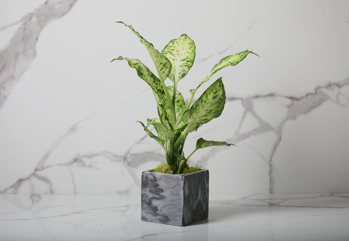 Square Genuine Gray Marble Pots Succulent Planter Orchid - Etsy