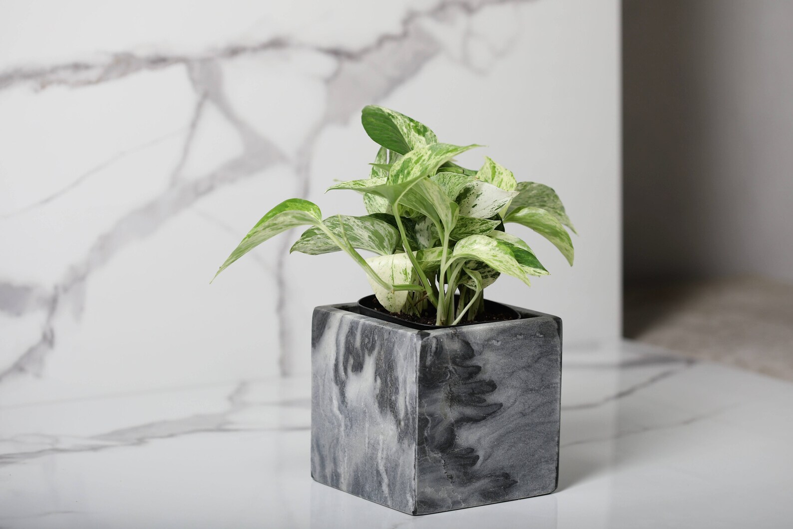Square Genuine Gray Marble Pots Succulent Planter Orchid - Etsy