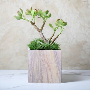 Square Genuine Rainbow Sandstone Pot Set Succulent Orchid - Etsy