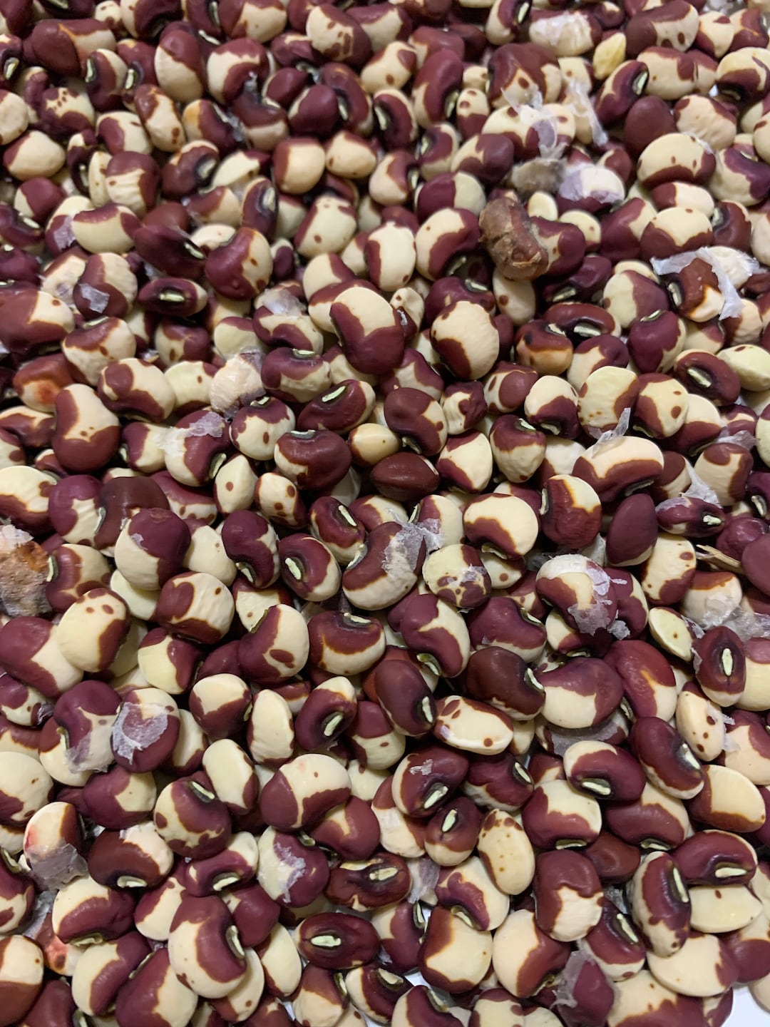 Ham and Gravy Cowpea SEEDS - Etsy